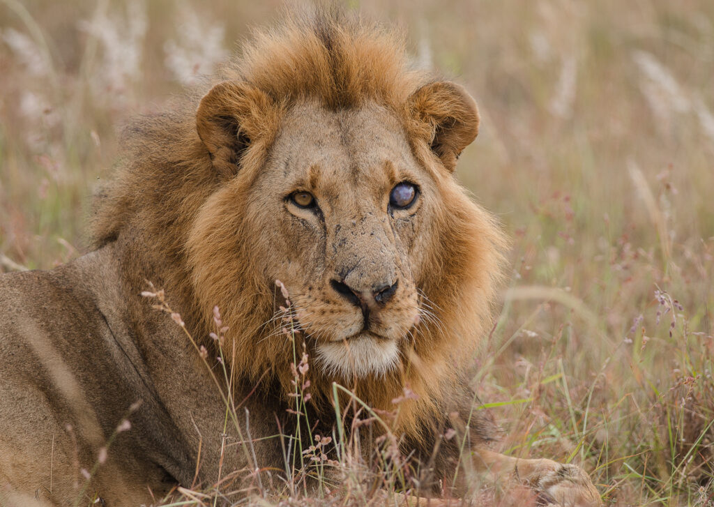 ACI KAYBIMIZ - Emre OZAN - Edebiyat-Kültür-Sanat Dergisi